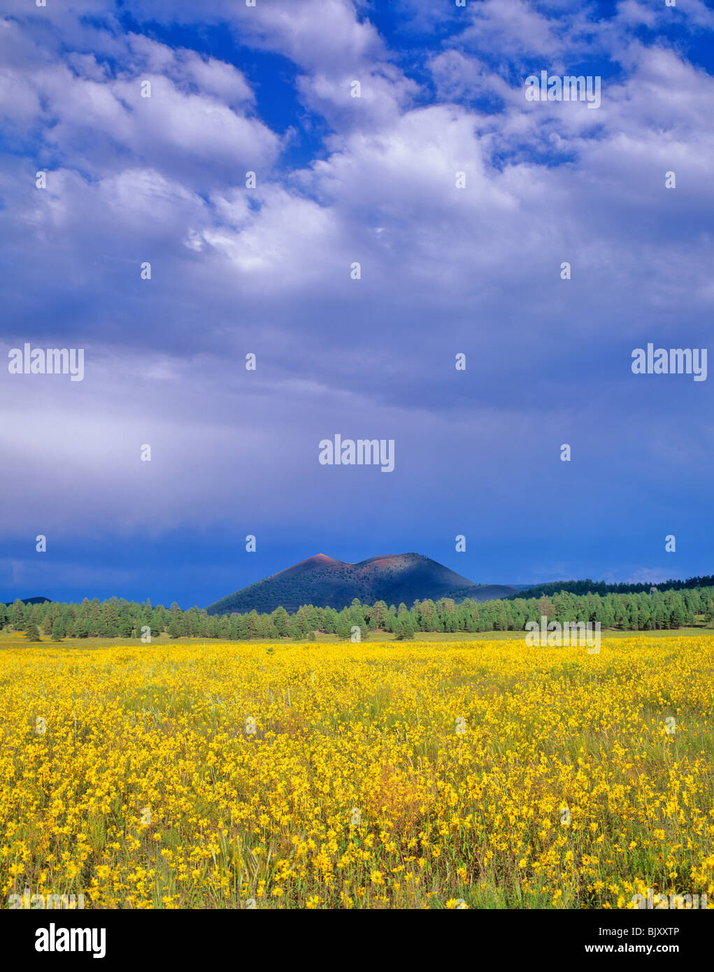 Sunflower filled meadow with Sunset Crater Volcano in background, view ...