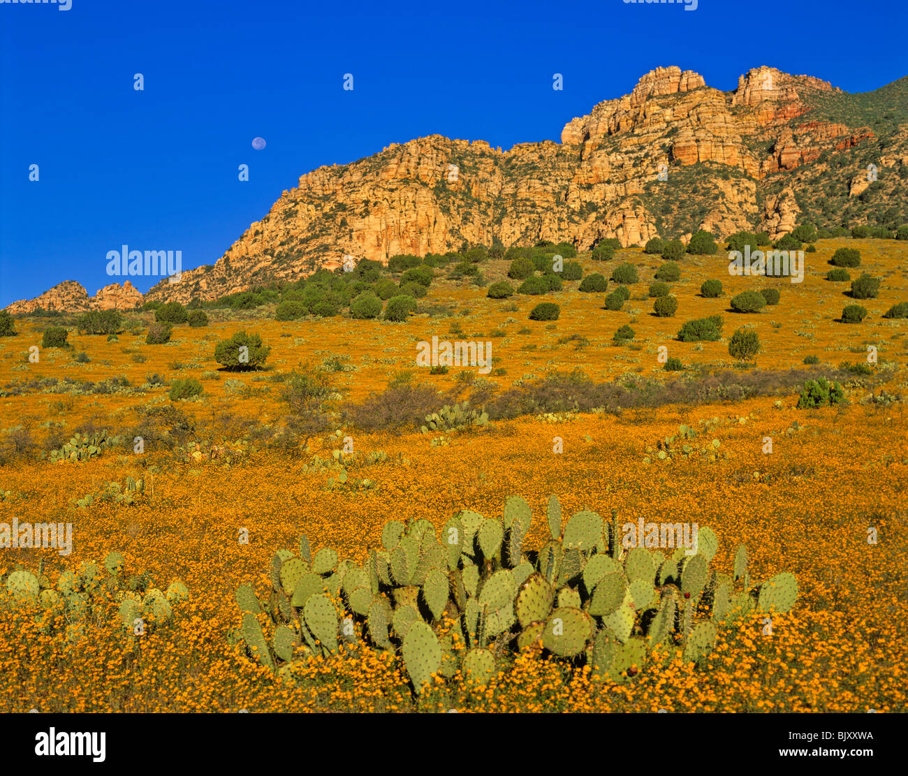 Arizona jacks hi-res stock photography and images - Alamy