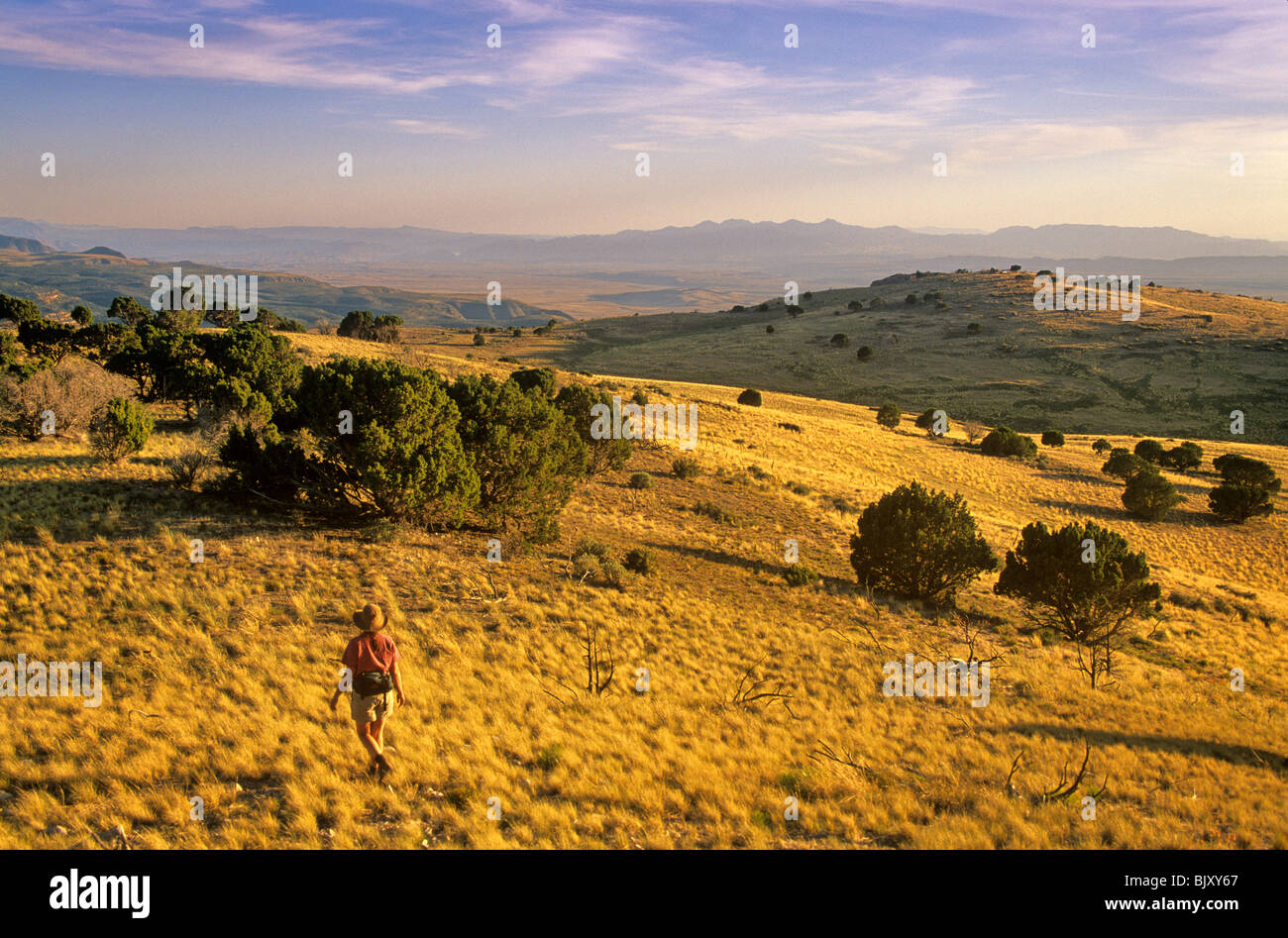 Hiking amid grassy hills on top of the Grand Wash Cliffs Wilderness ...