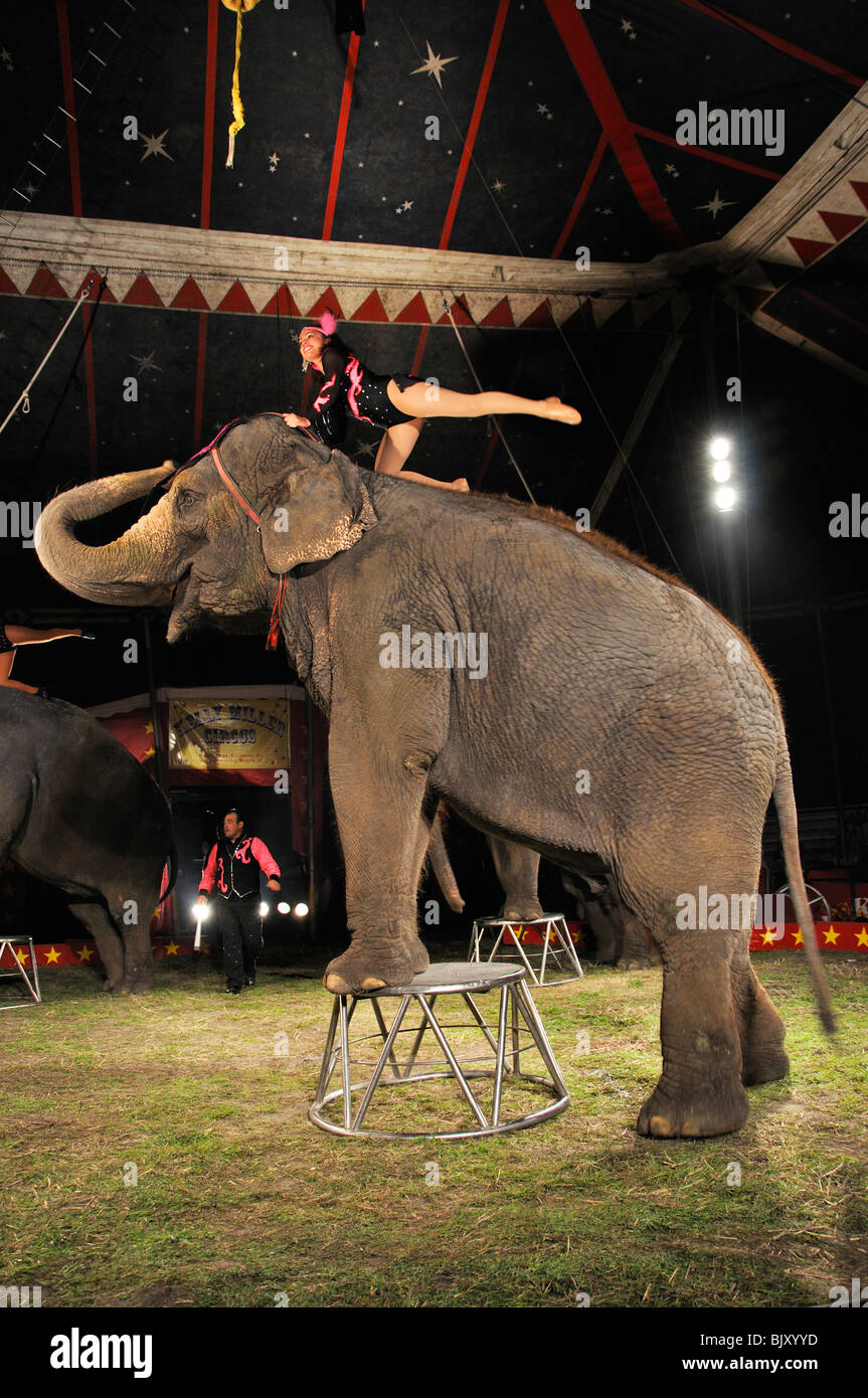 Animal circus acts hi-res stock photography and images - Alamy