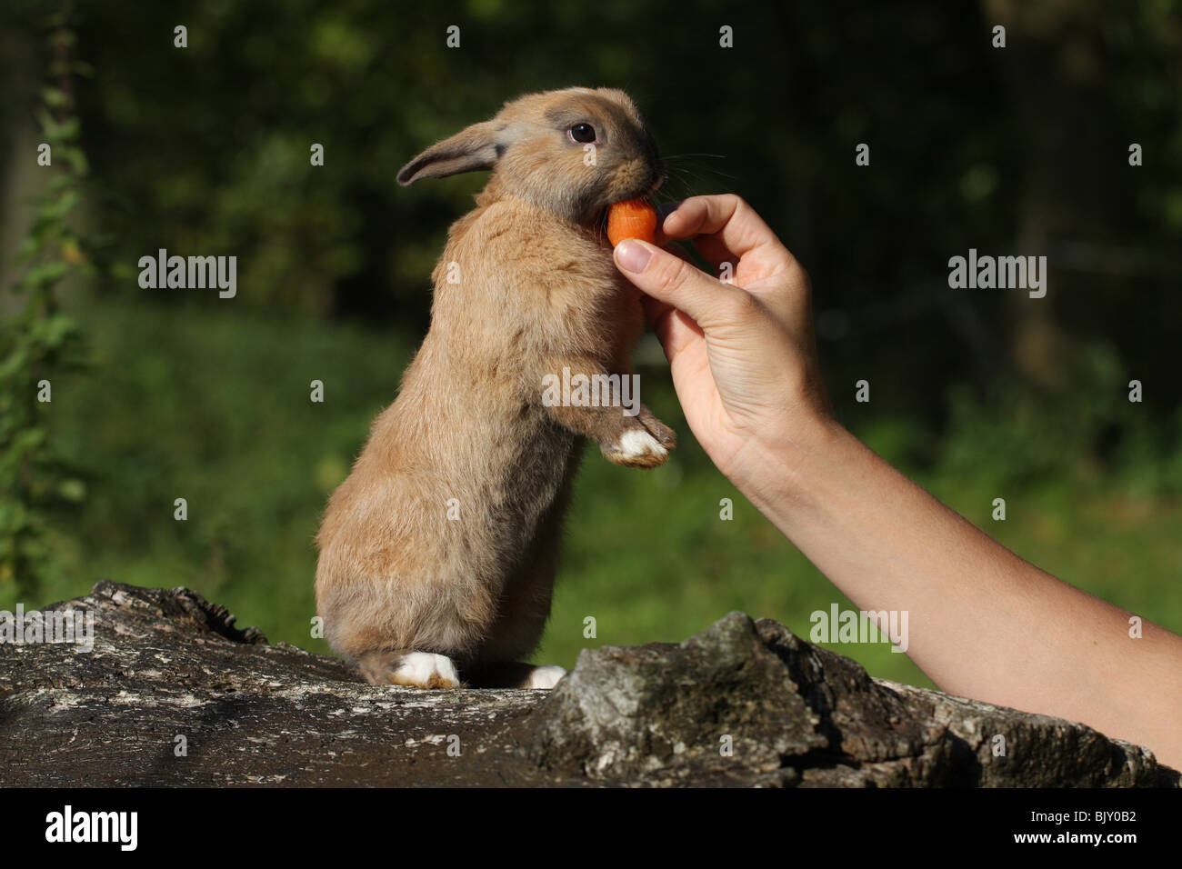 Begging bunny hi-res stock photography and images - Alamy