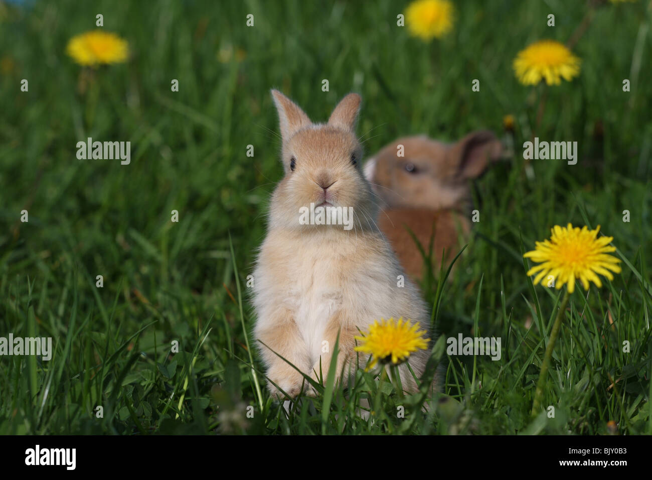 Begging bunny hi-res stock photography and images - Alamy