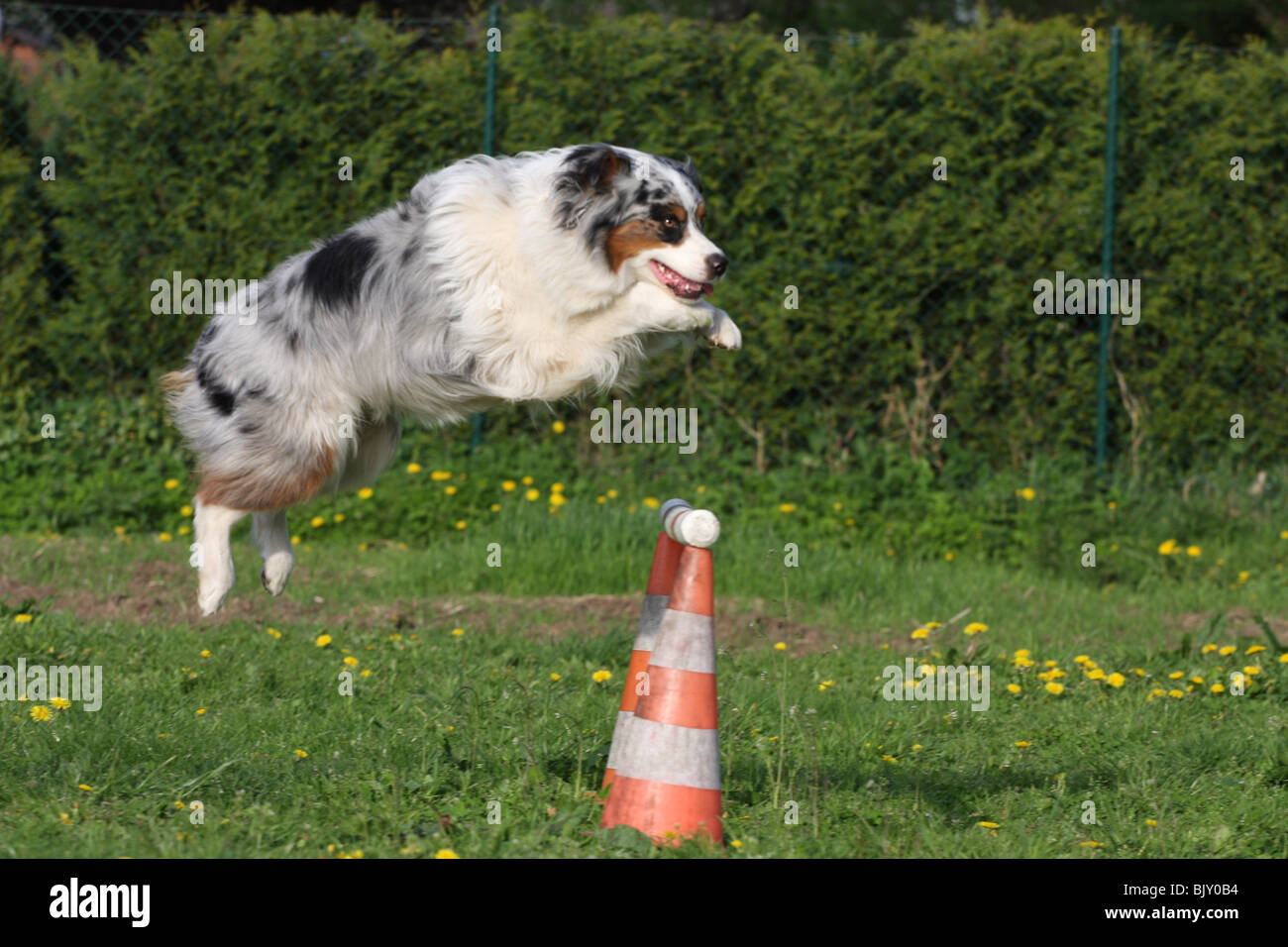 jumping Australian Shepherd Stock Photo - Alamy