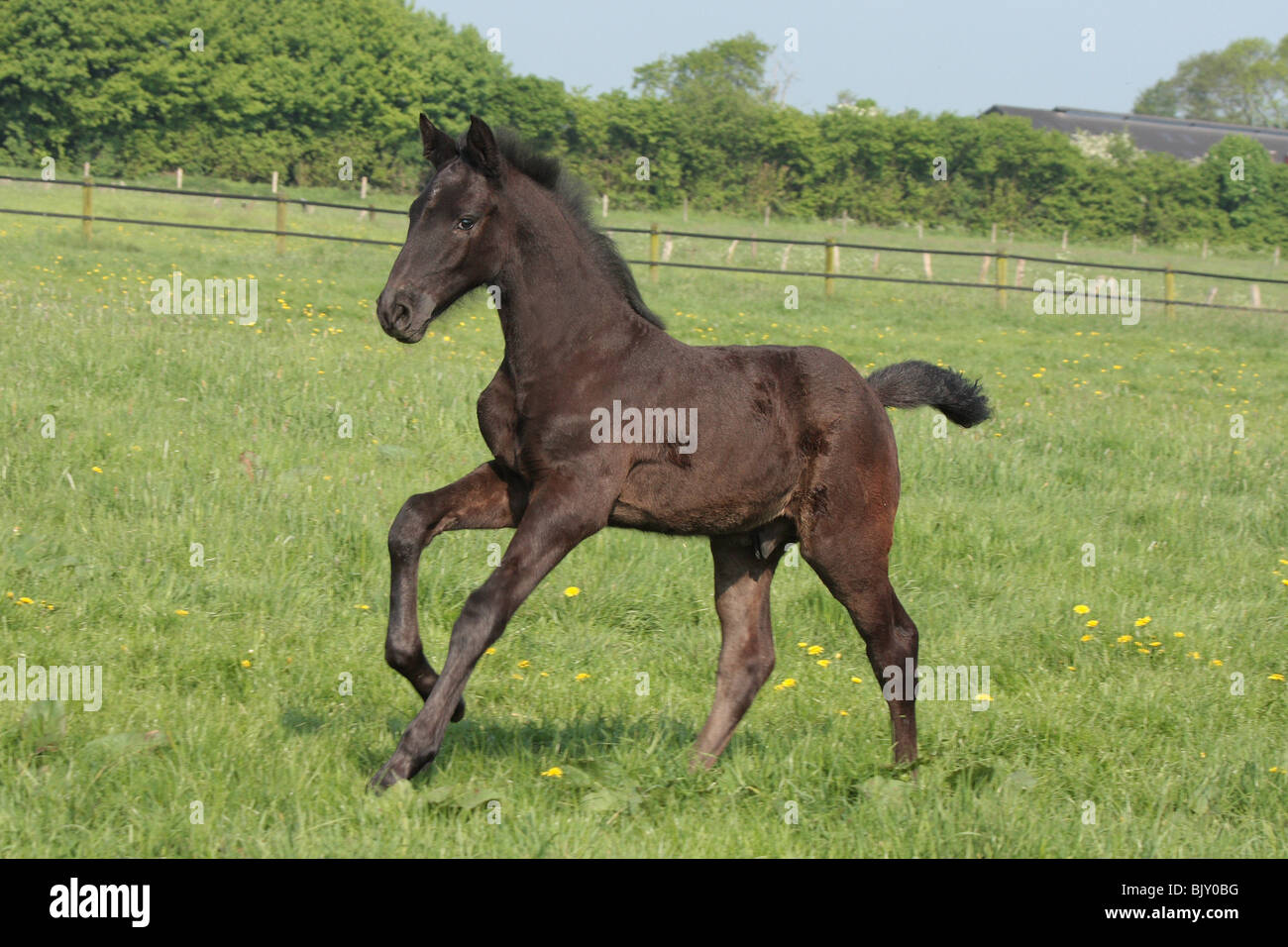 Baby black foal hi-res stock photography and images - Alamy