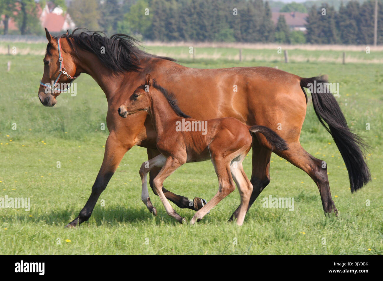 mare and foal Stock Photo - Alamy