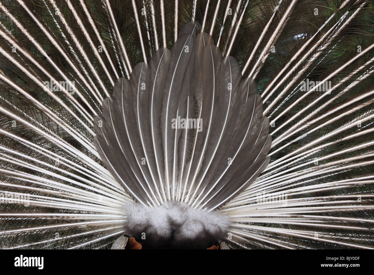 Peafowl back view hi-res stock photography and images - Alamy