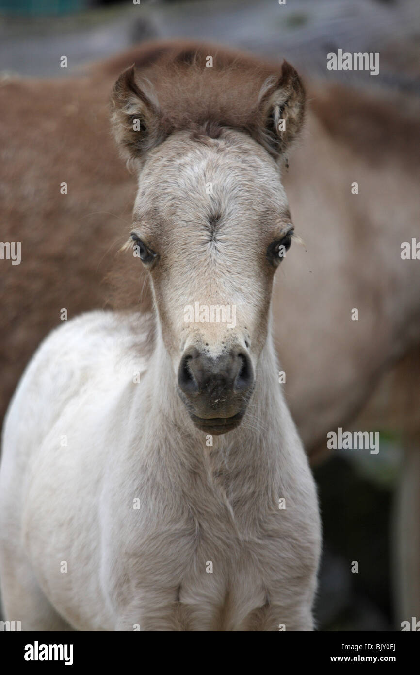 Miniature horse foal hi-res stock photography and images - Alamy