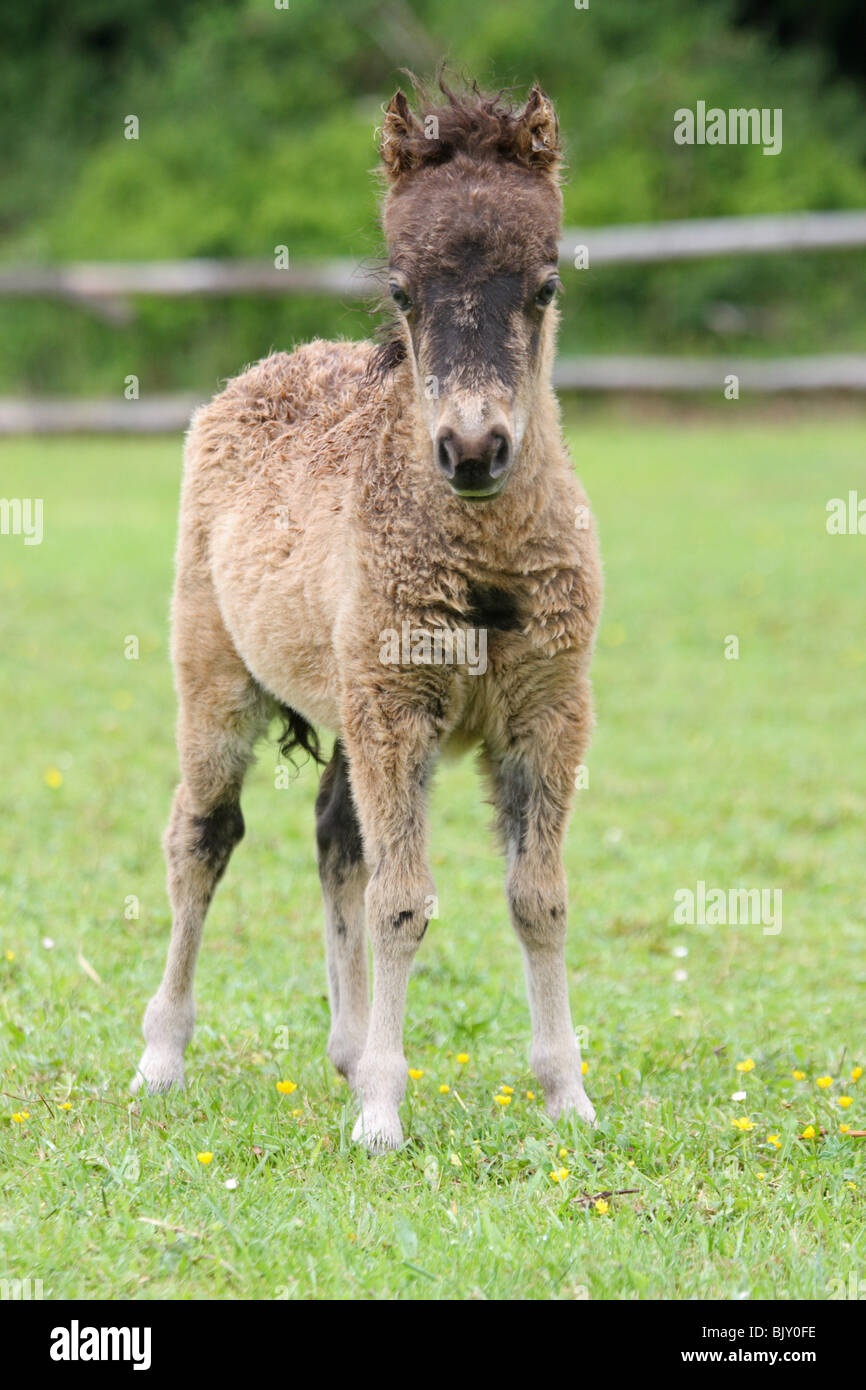 American Miniature Horse foal Stock Photo - Alamy