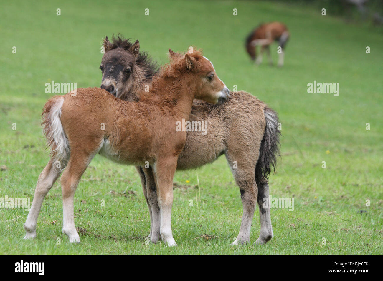 American Miniature Horse foals Stock Photo - Alamy