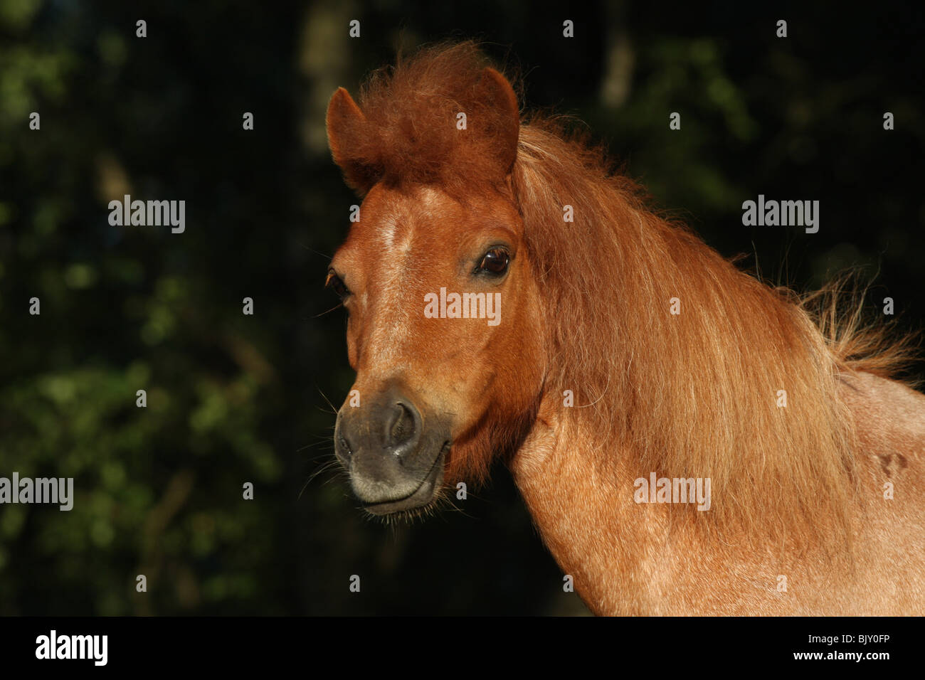 Pony crossbreed Portrait Stock Photo - Alamy