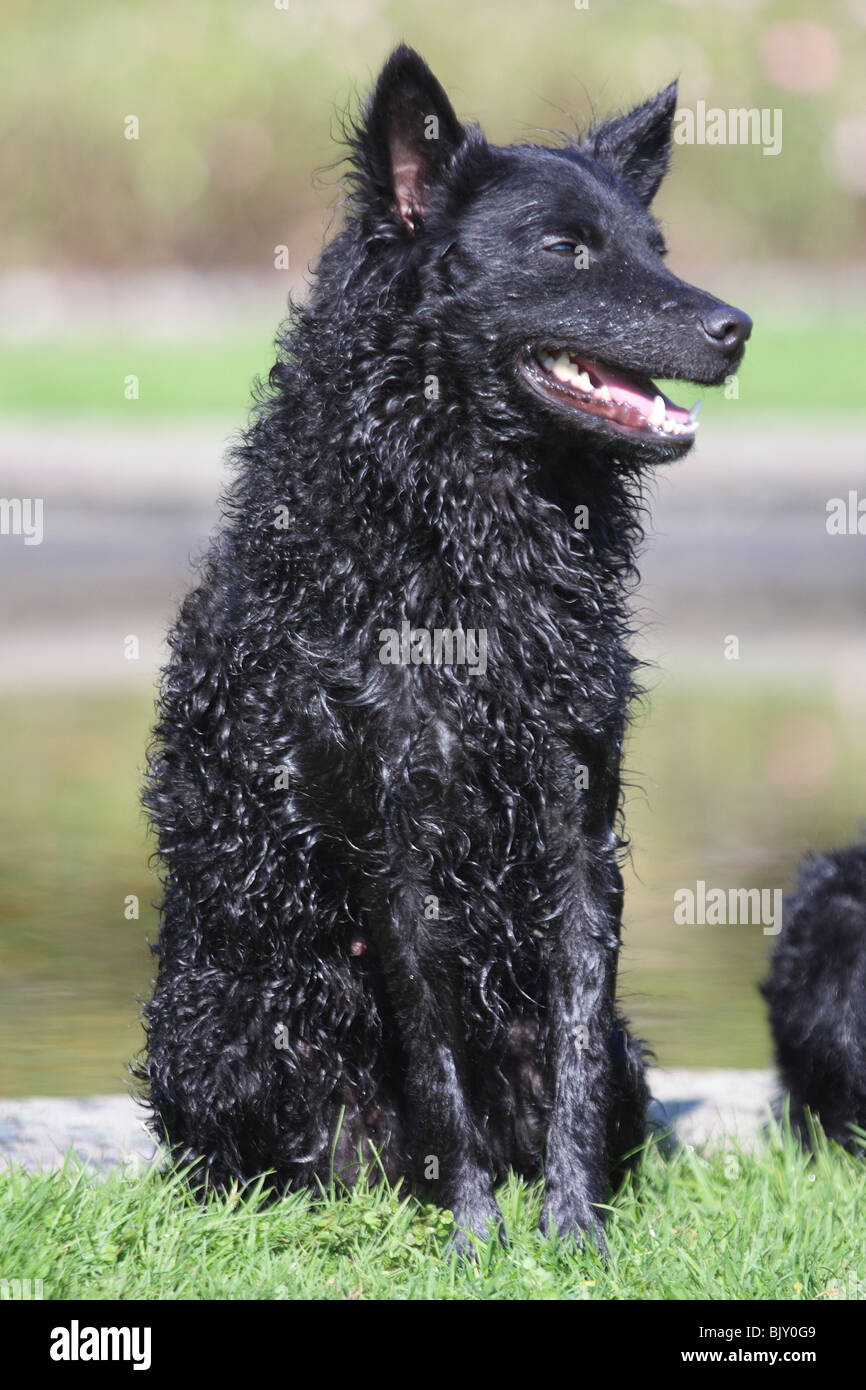 Mudis hi-res stock photography and images - Alamy