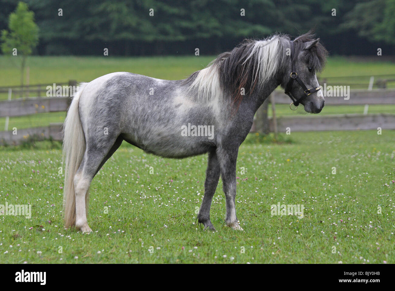 American Miniature Horse Stock Photos & American Miniature Horse Stock ...
