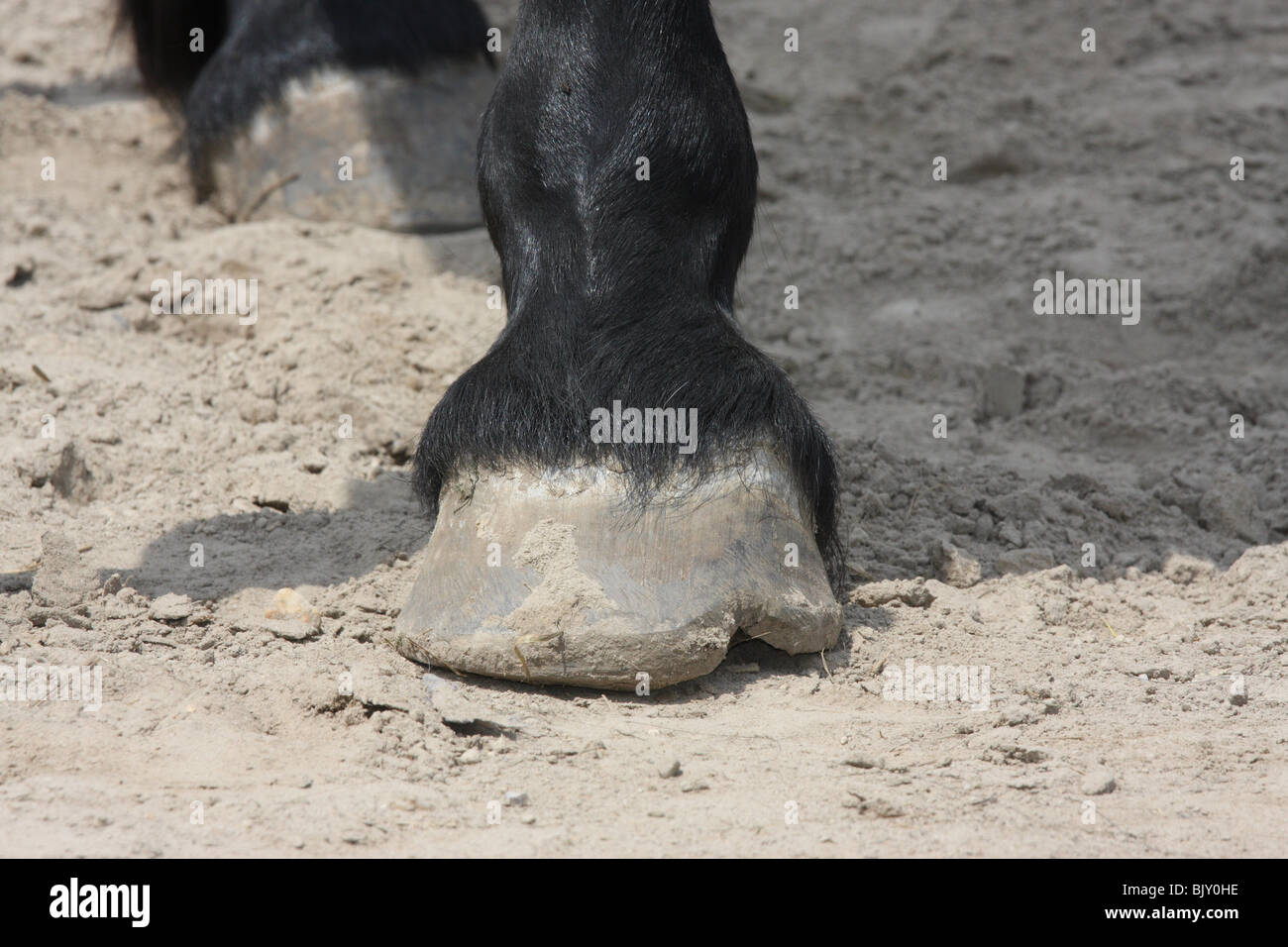 Hoof disease hi-res stock photography and images - Alamy