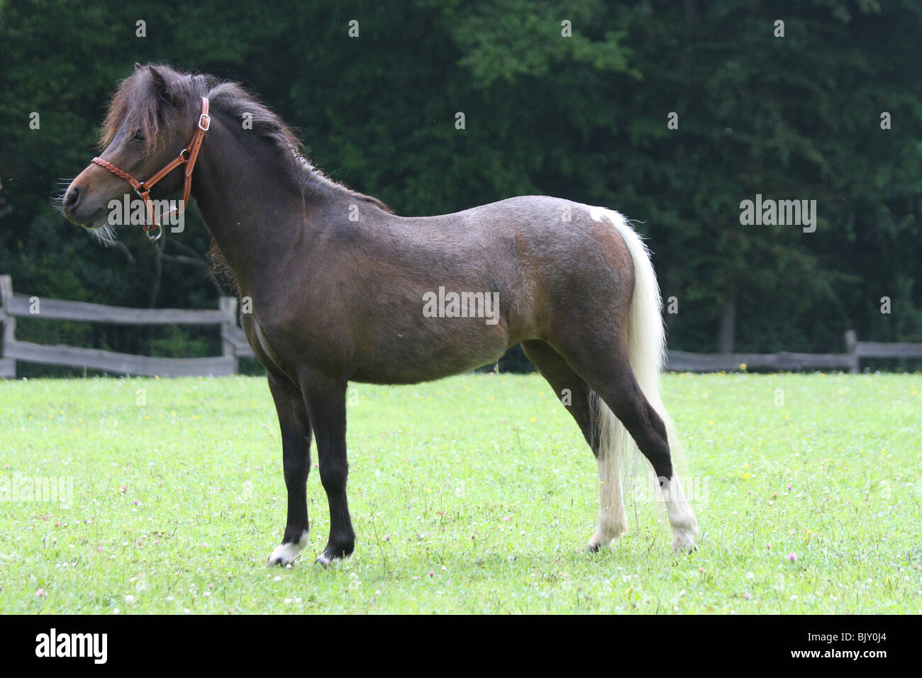 American Miniature Horse Stock Photo - Alamy