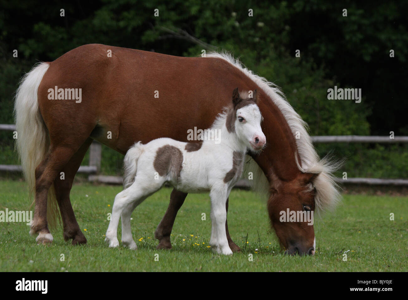 American Miniature Horses Stock Photo - Alamy
