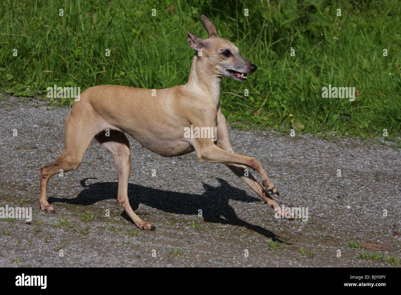 Greyhound run not race hi-res stock photography and images - Alamy