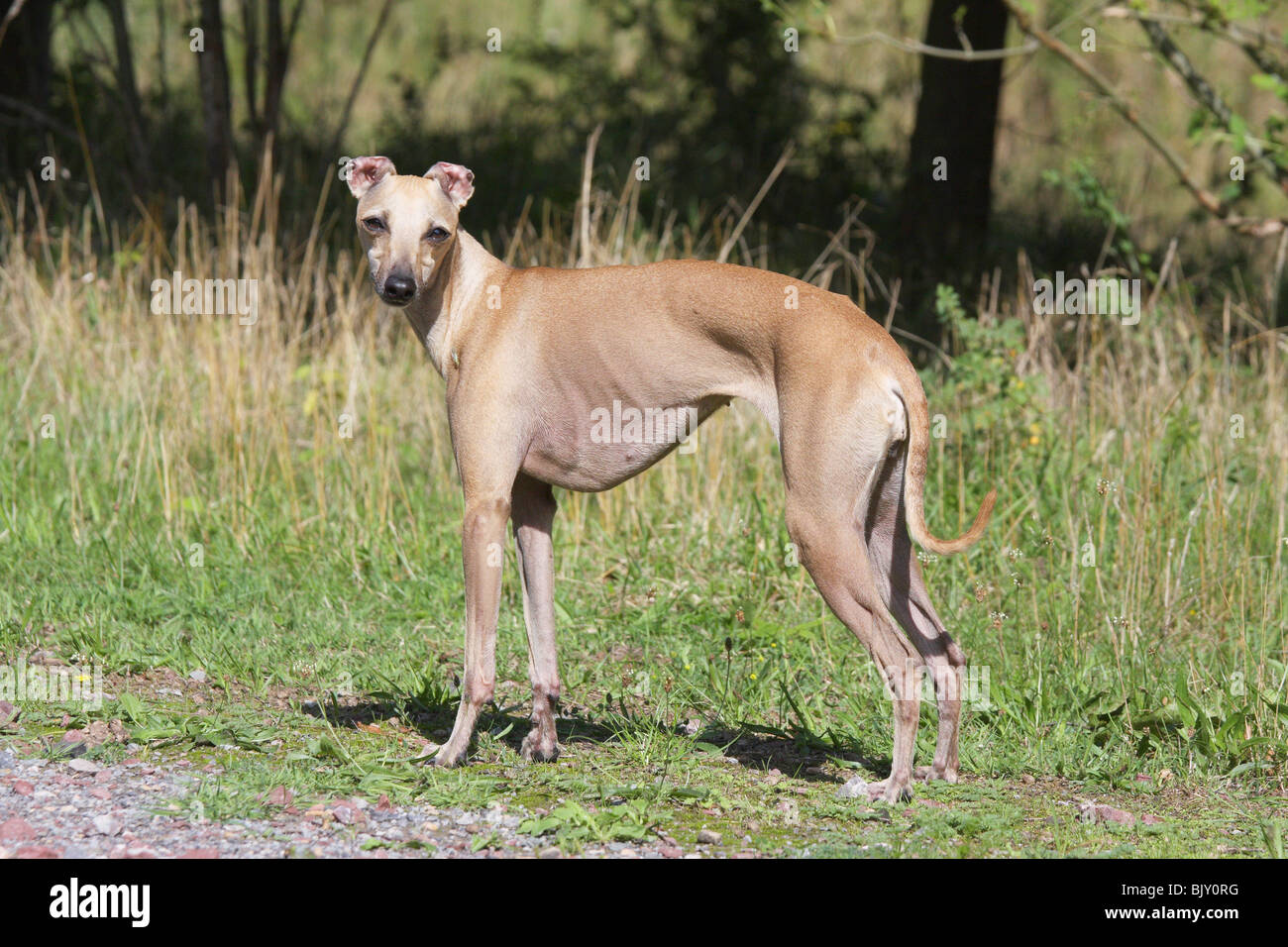 Italian greyhound canis lupus familiaris hi-res stock photography and ...