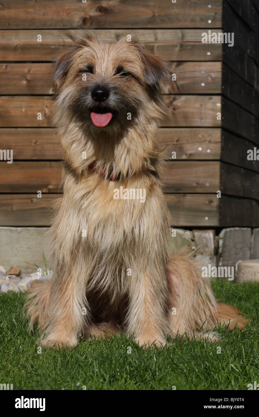 Berger de Pyrenees Stock Photo - Alamy