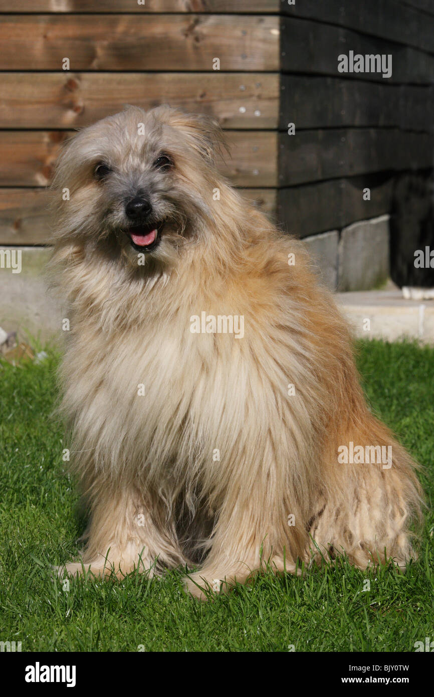 Berger de Pyrenees Stock Photo - Alamy