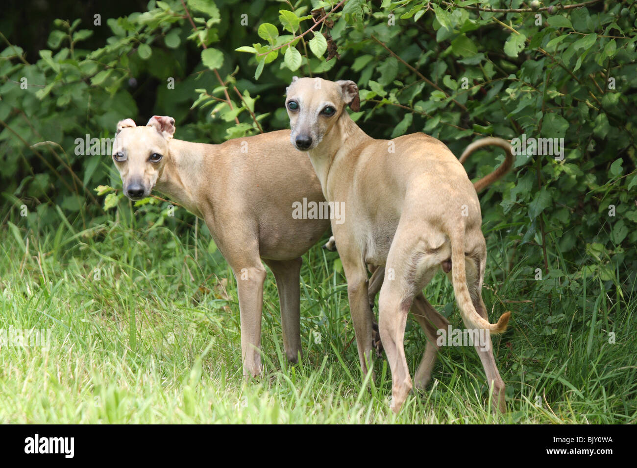 Italian greyhound standing hi-res stock photography and images - Alamy