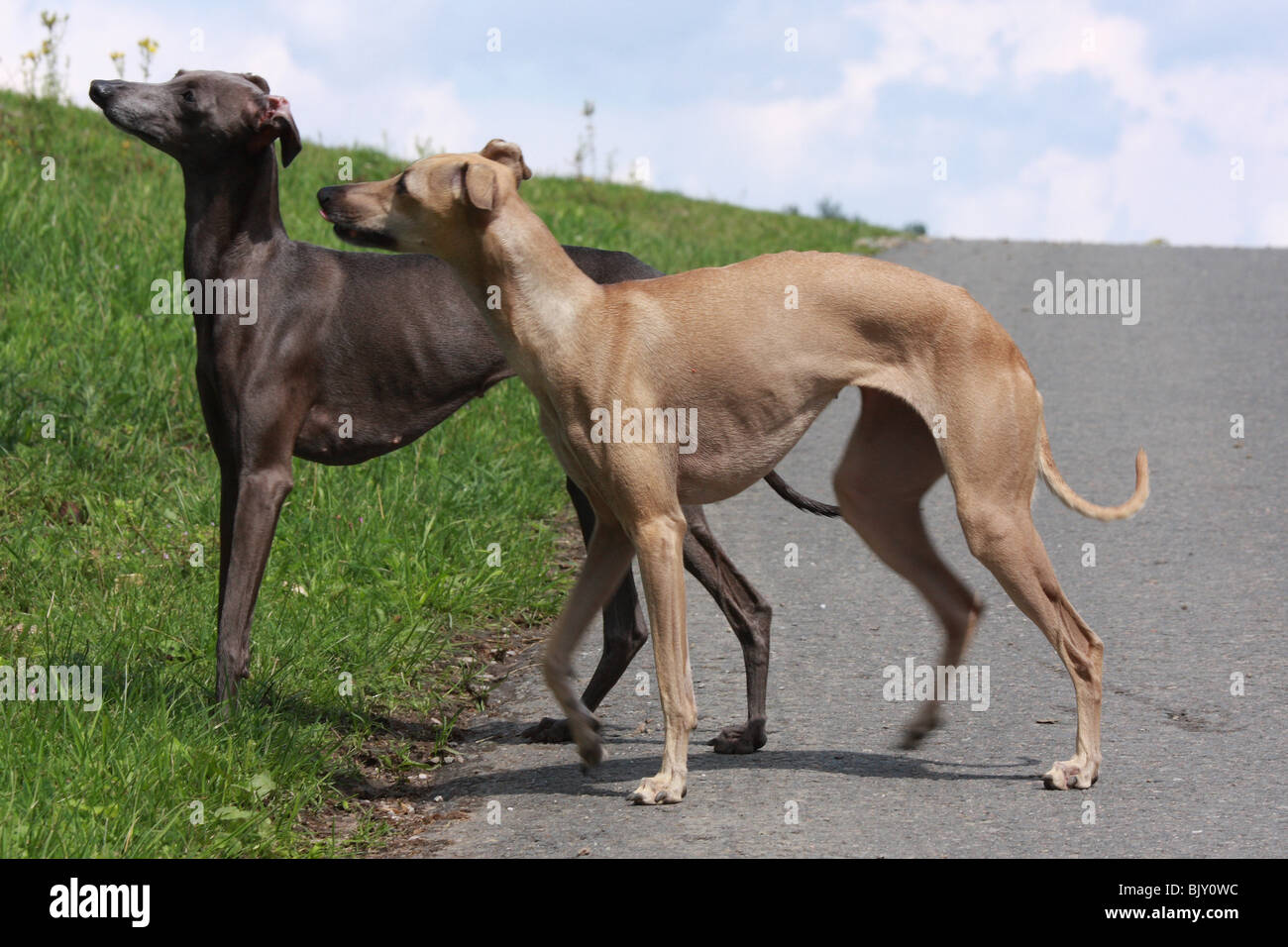Italian greyhound hi-res stock photography and images - Alamy