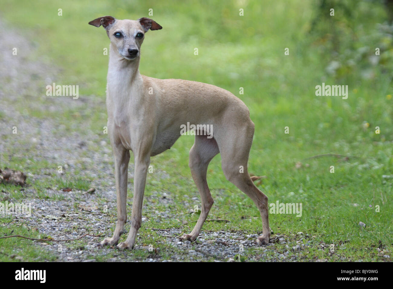 Italian greyhound hi-res stock photography and images - Alamy