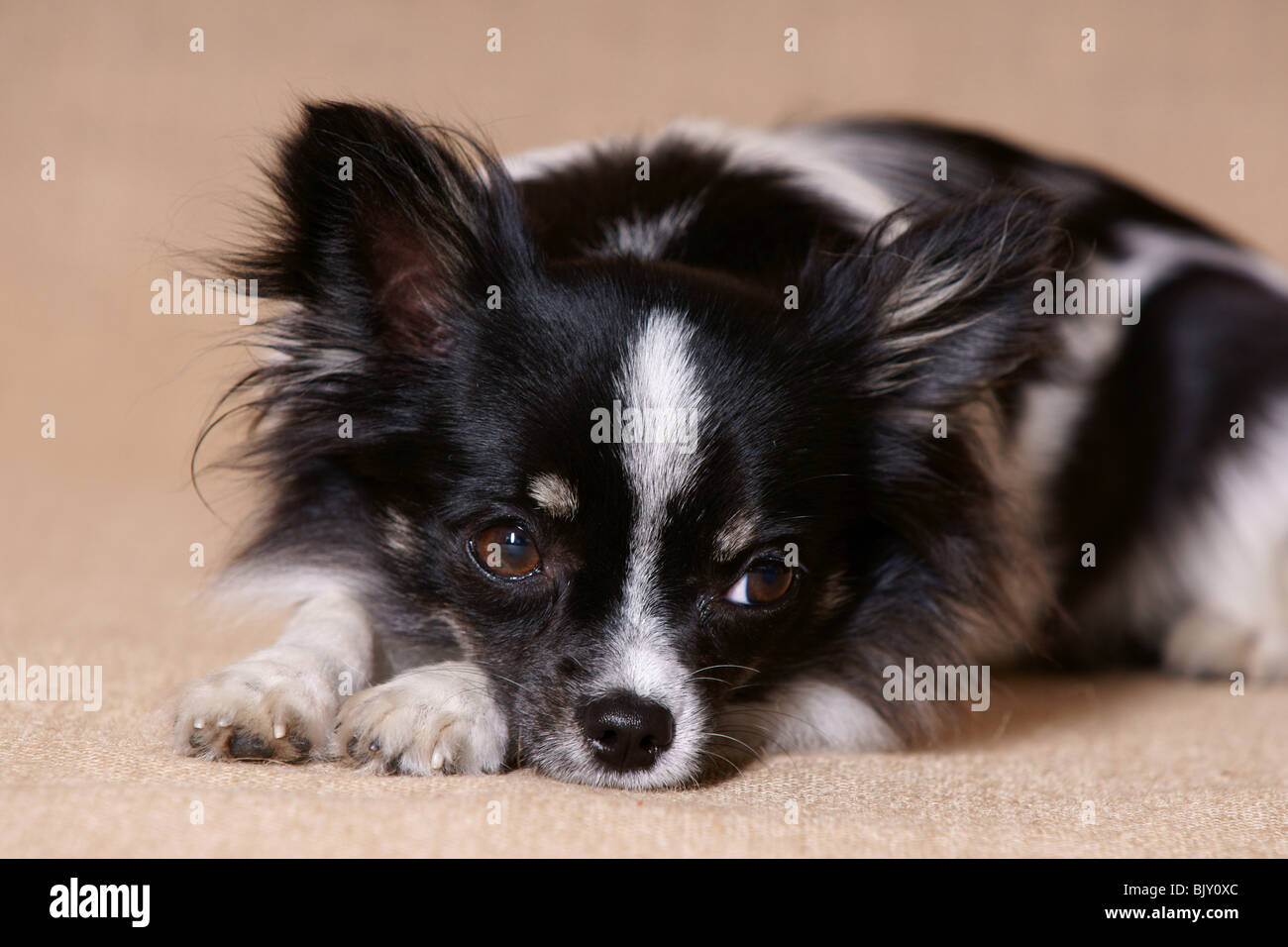 Chihuahua laying down hi-res stock photography and images - Alamy
