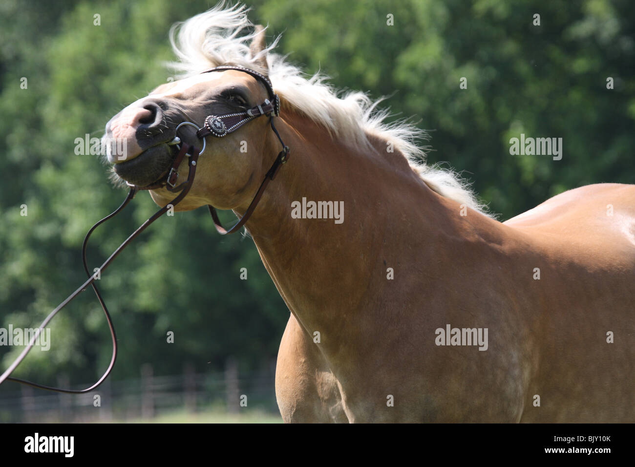 Horse portrait bridle haflinger hi-res stock photography and images - Alamy