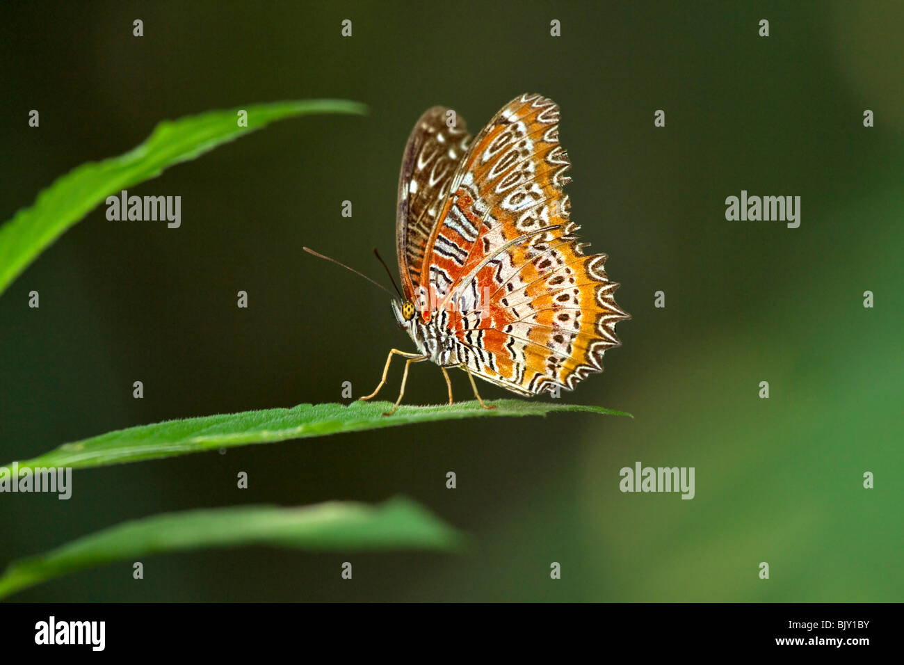 Cethosia biblis hi-res stock photography and images - Alamy