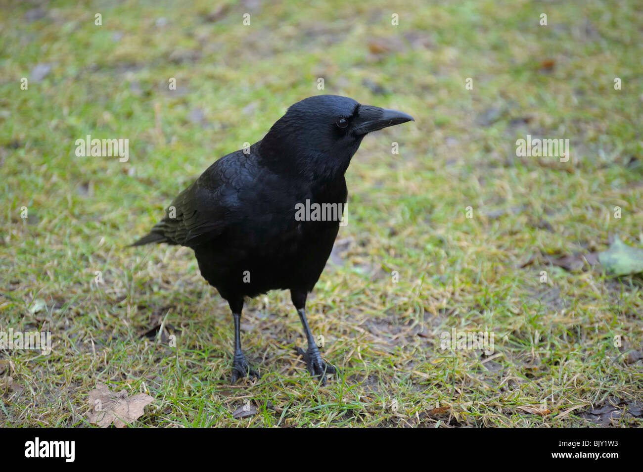 Crow gazing hi-res stock photography and images - Alamy