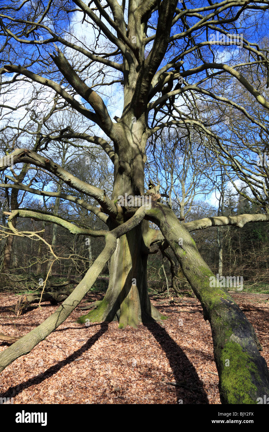 Beech tree with fallen branches Stock Photo - Alamy