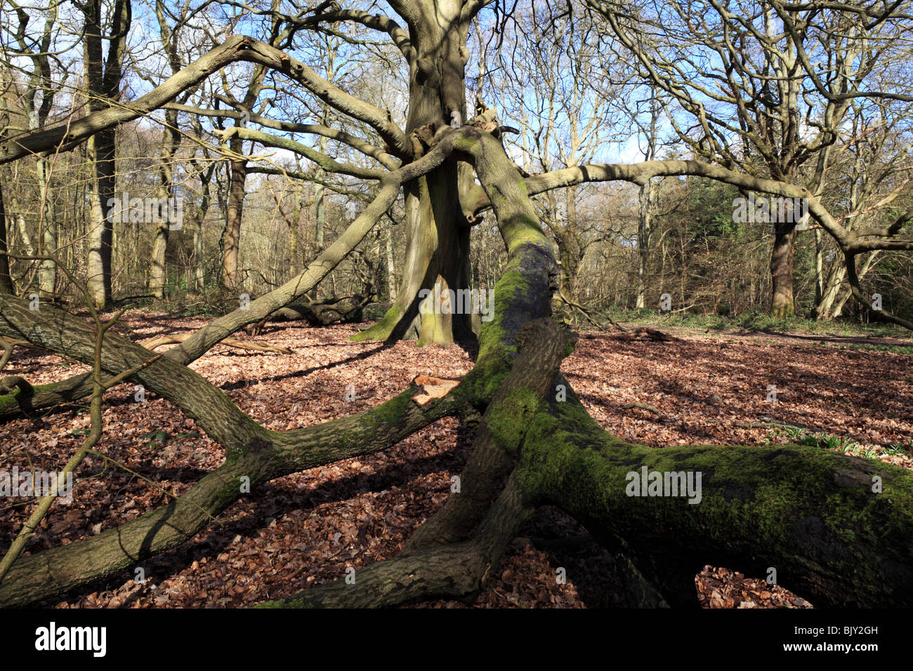 Split branches hi-res stock photography and images - Alamy