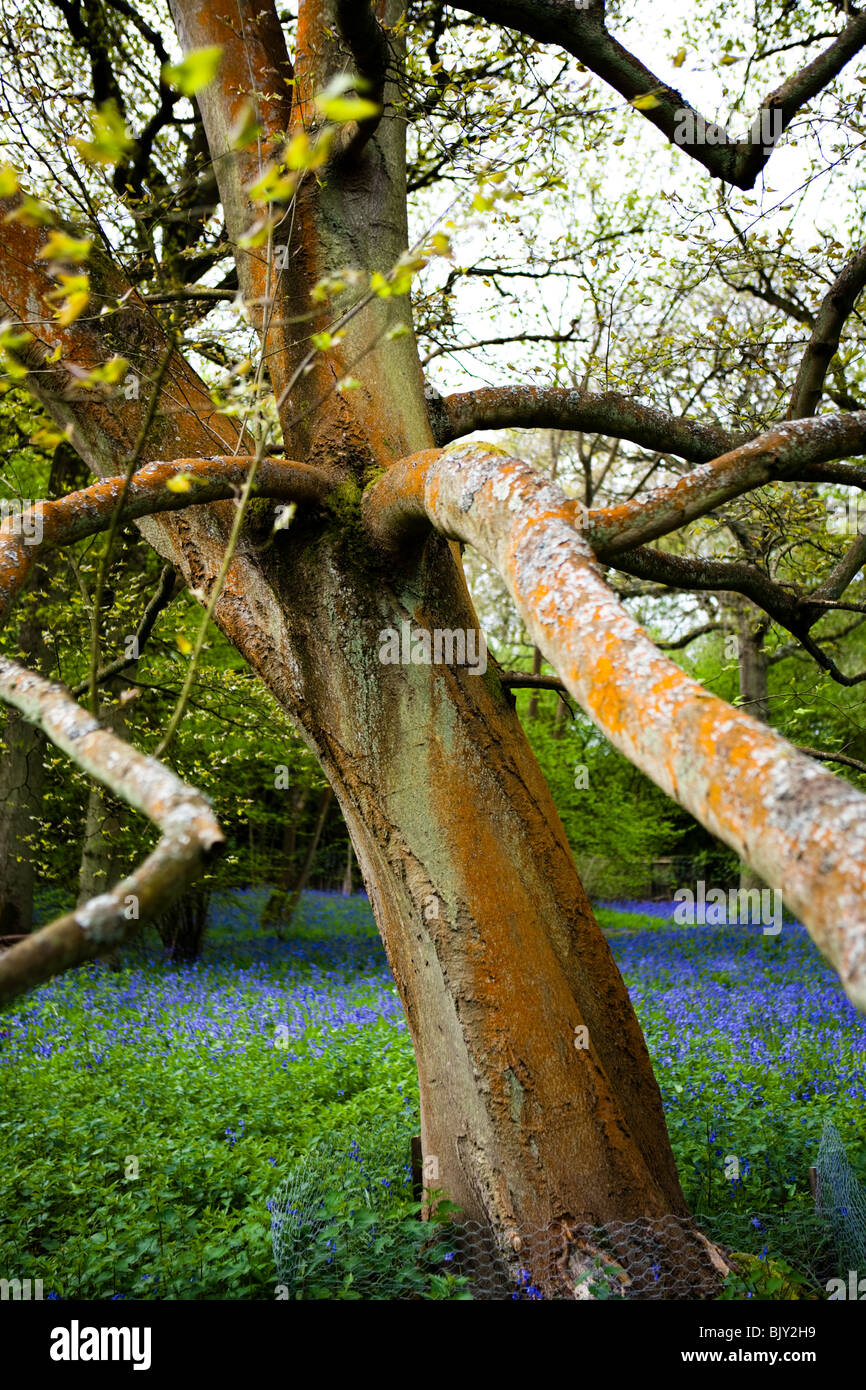 Tree trunk bark limb orange wood twisted Stock Photo - Alamy