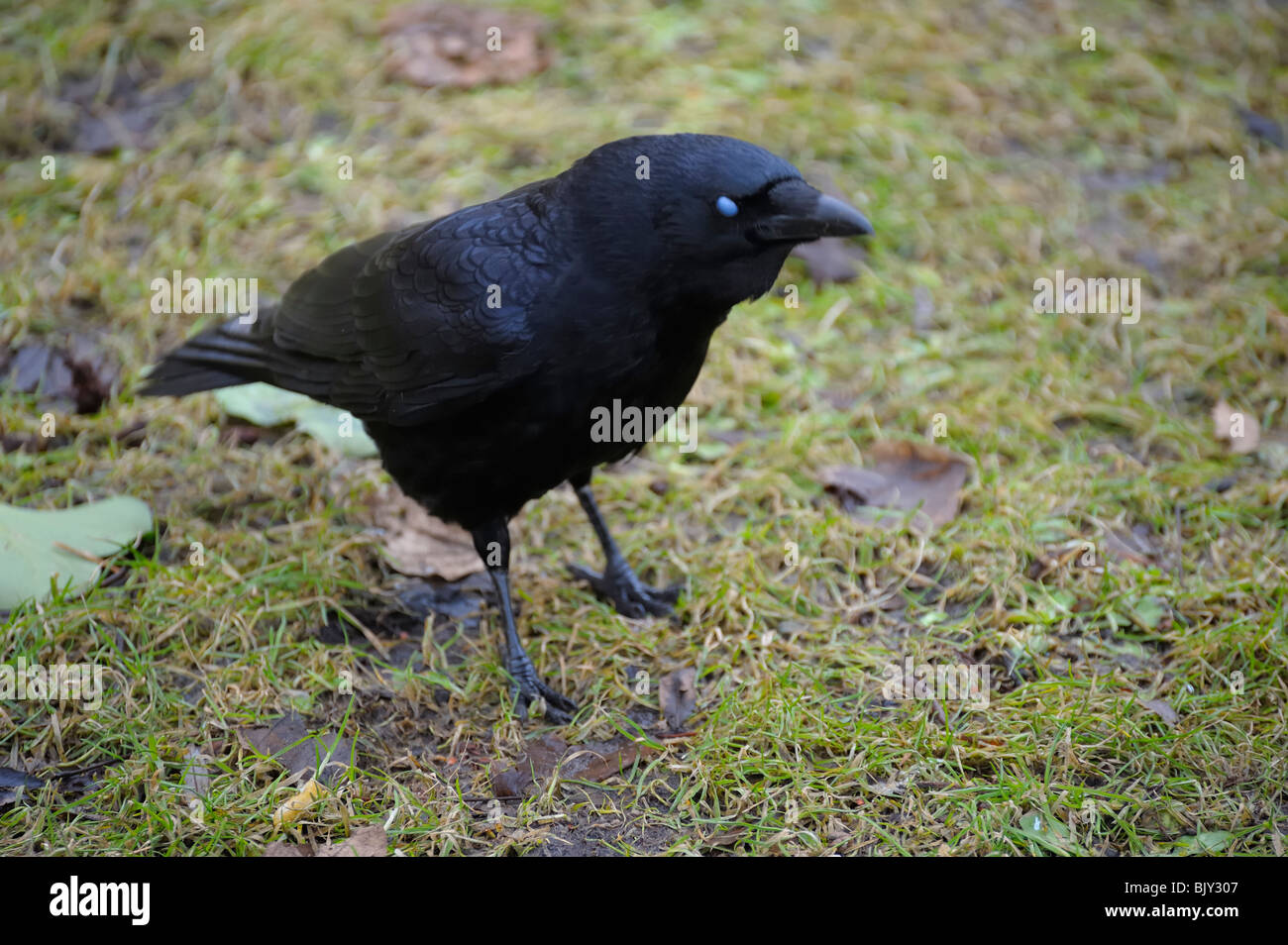 Crow gazing hi-res stock photography and images - Alamy