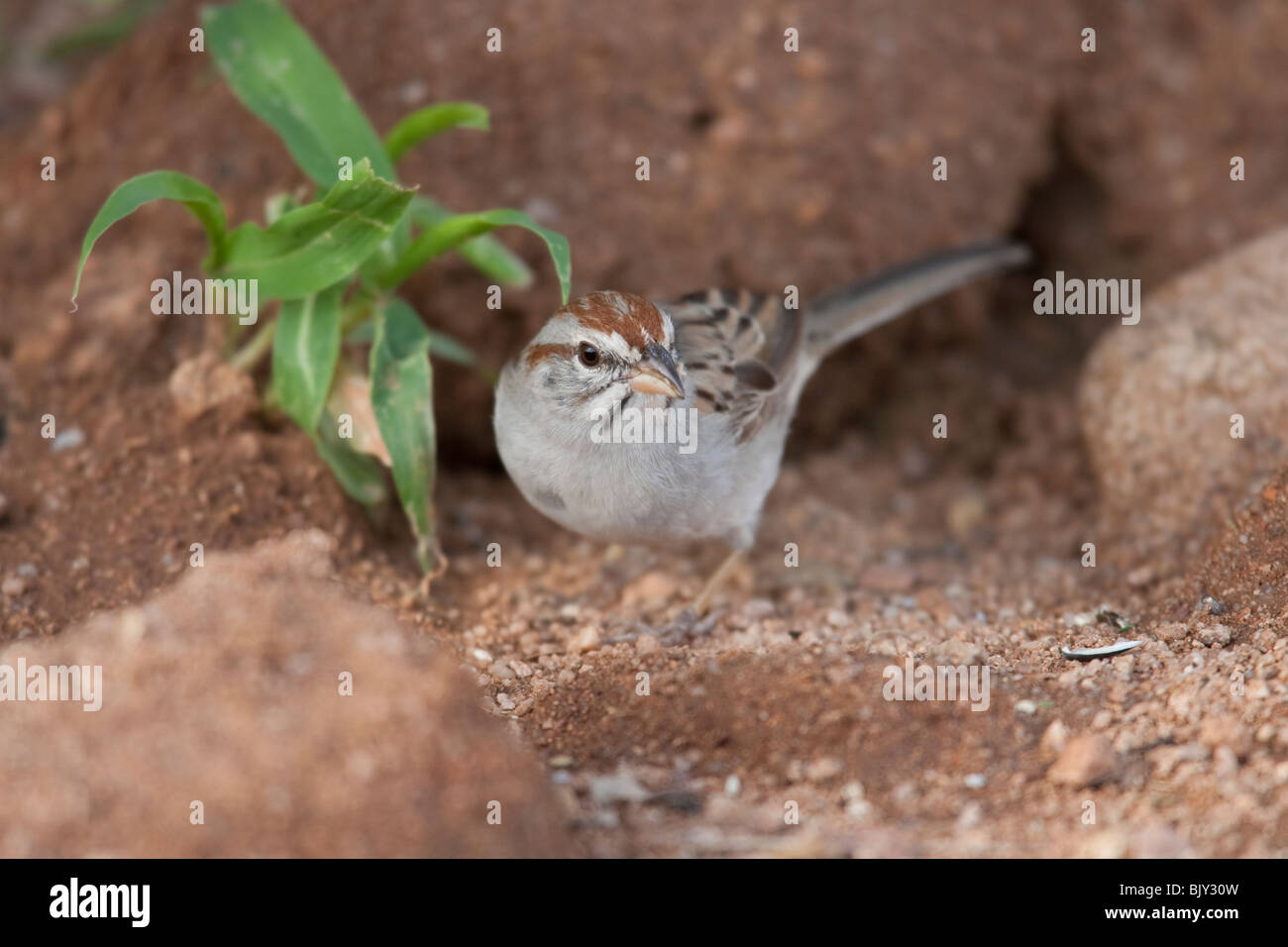 Rufous-winged Sparrow (Aimophila carpalis carpalis Stock Photo - Alamy