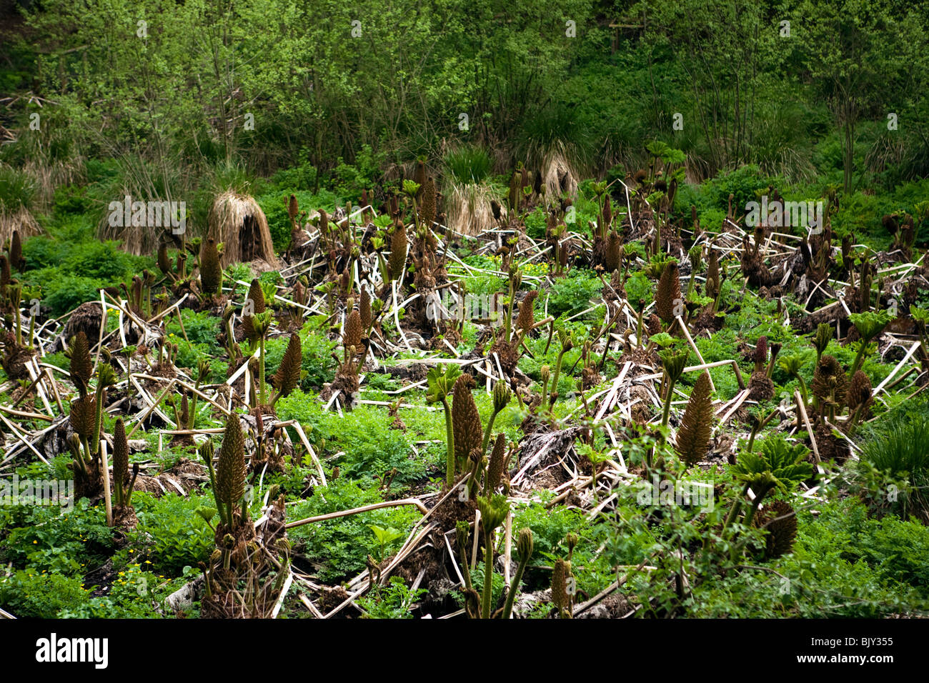 Bog plants hi-res stock photography and images - Alamy