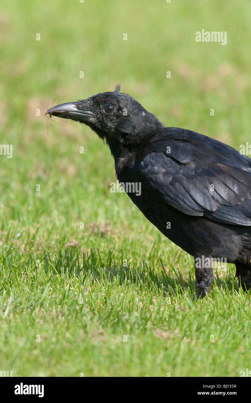 Juvenile crow hi-res stock photography and images - Alamy