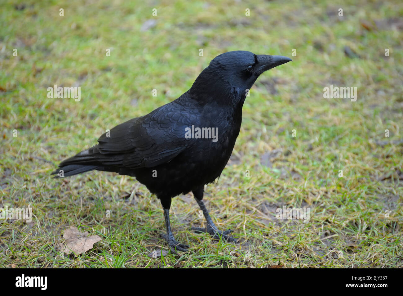 Crow gazing hi-res stock photography and images - Alamy