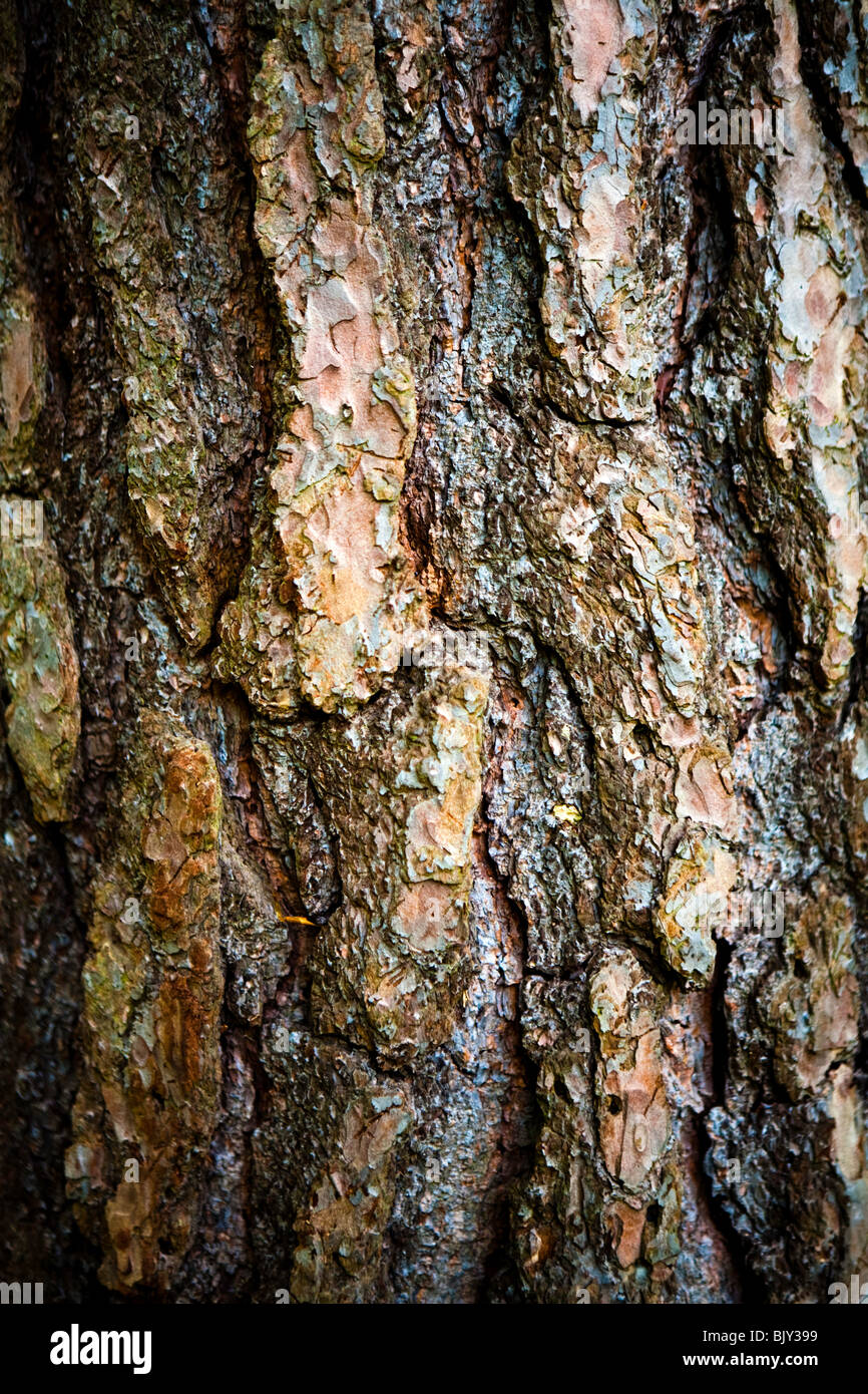 bark grain wood tree nature Stock Photo - Alamy