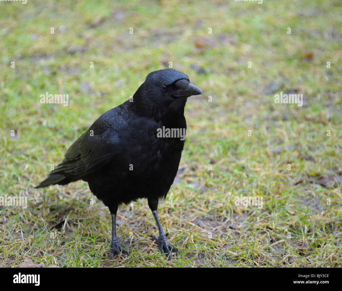 Crow gazing hi-res stock photography and images - Alamy
