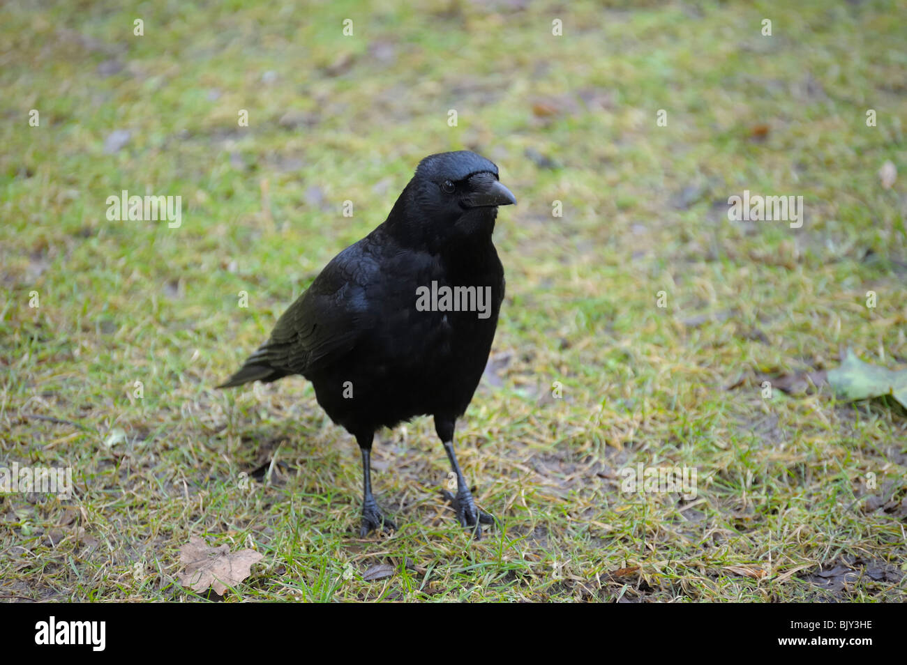 Crow gazing hi-res stock photography and images - Alamy