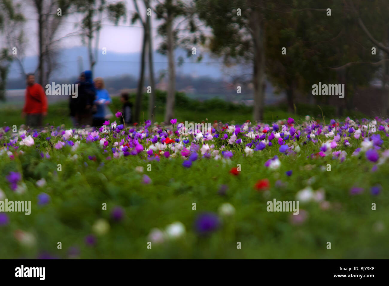 Israel, A field of spring wildflowers Anemone coronaria (Poppy Anemone ...