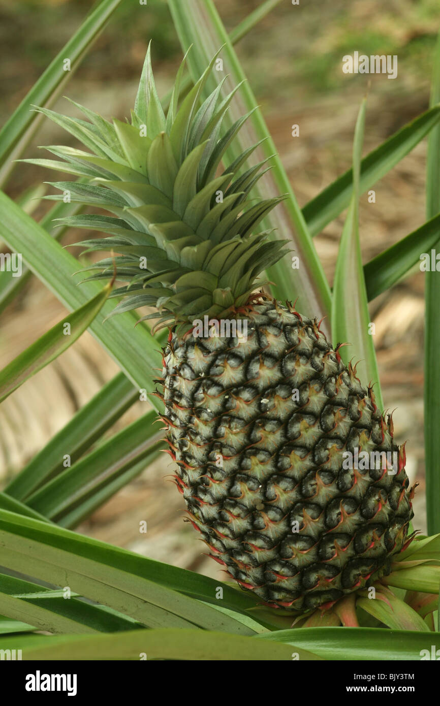 Pineapple plant flower tree hi-res stock photography and images - Alamy