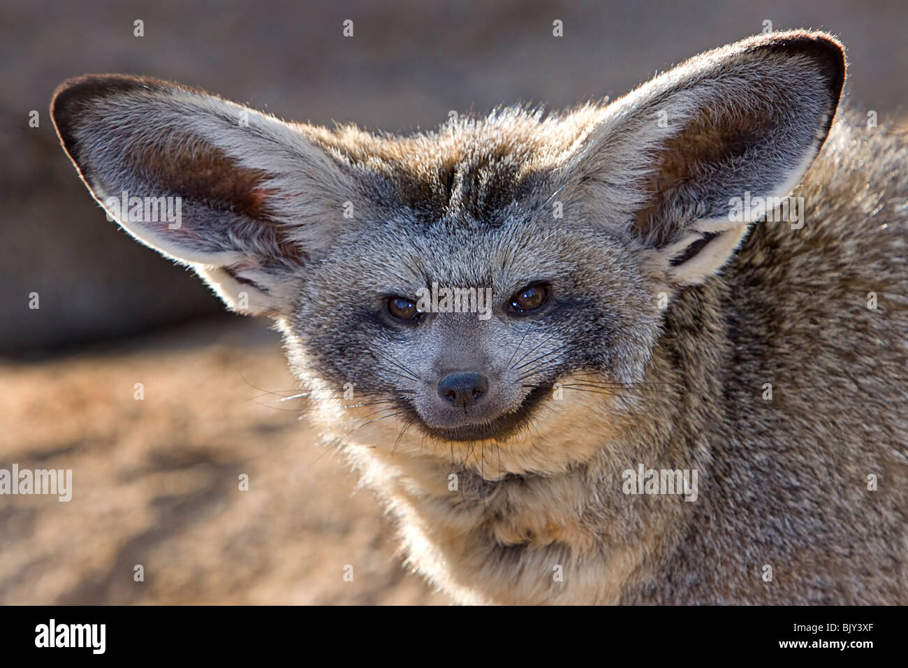 Bat-eared Fox Otocyon megalotis Stock Photo - Alamy