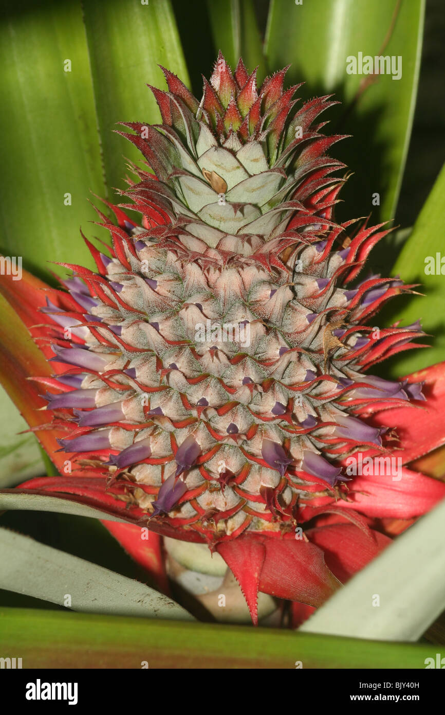 Pineapple plant flower tree hi-res stock photography and images - Alamy