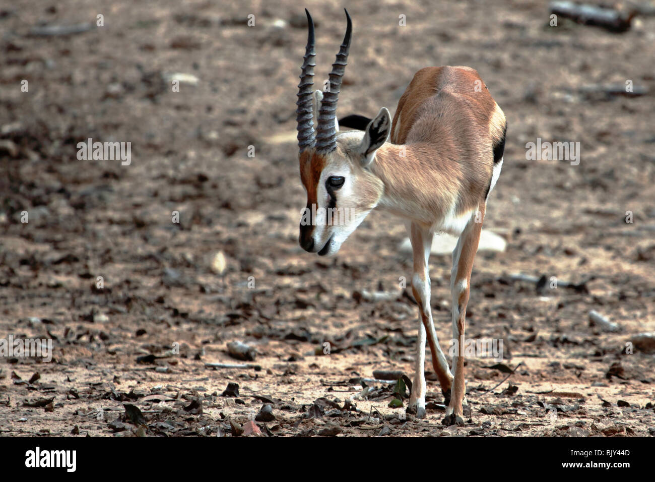 THOMSON’S GAZELLE Gazella thomsoni Stock Photo - Alamy
