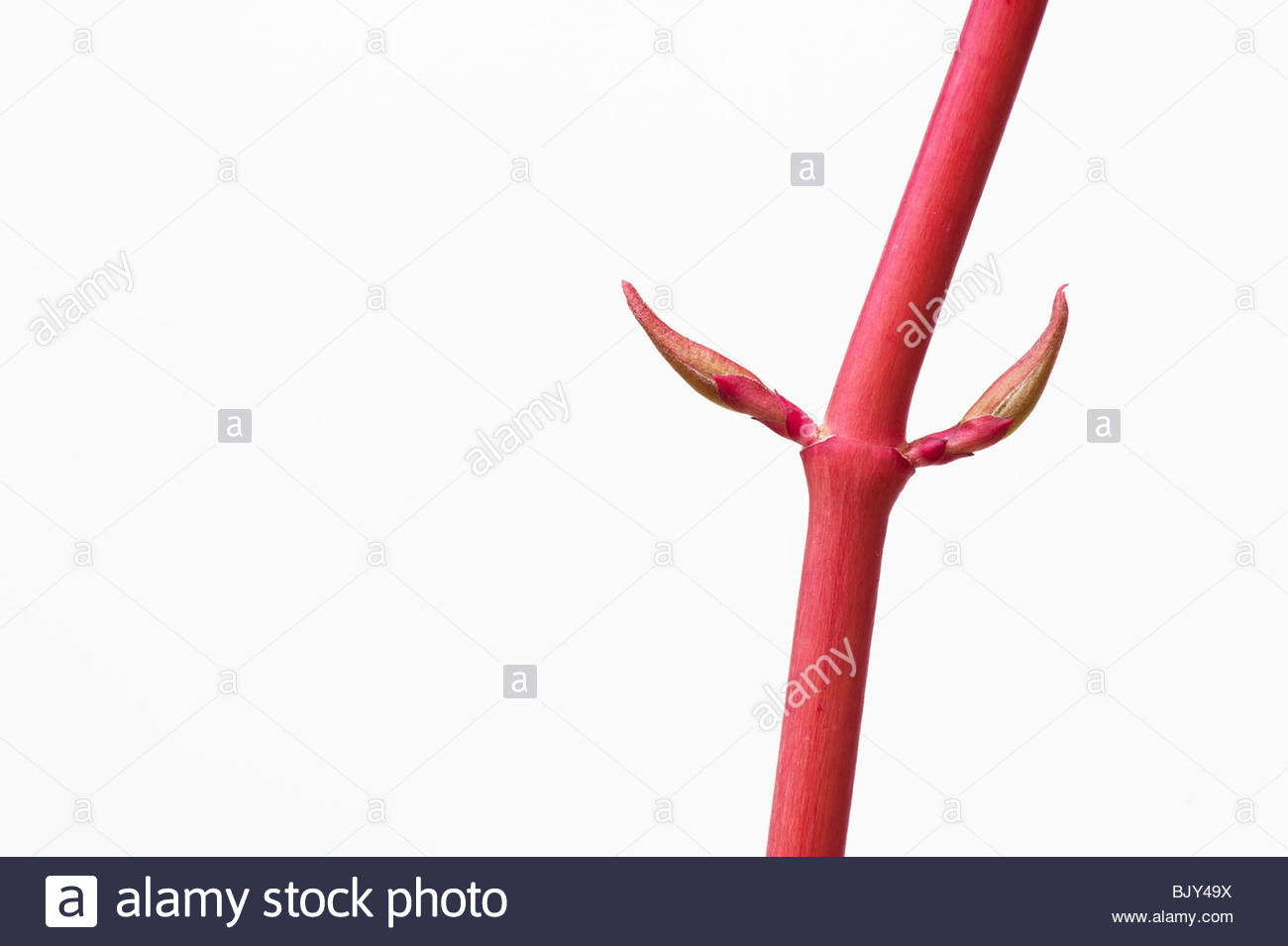 Leaf Nodes Stock Photos & Leaf Nodes Stock Images - Alamy