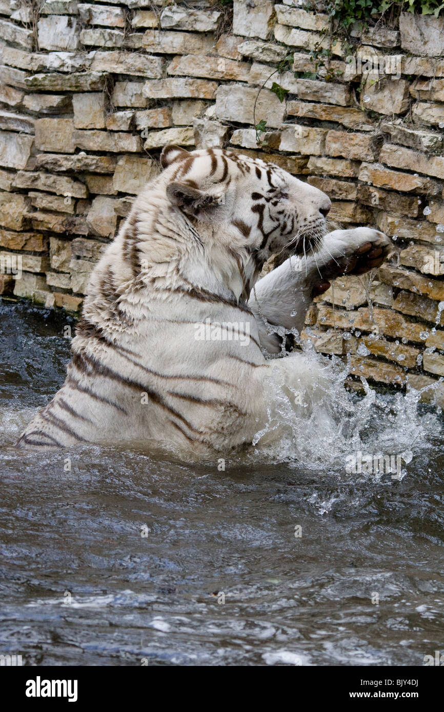 White Tiger Jumping Out Of Water