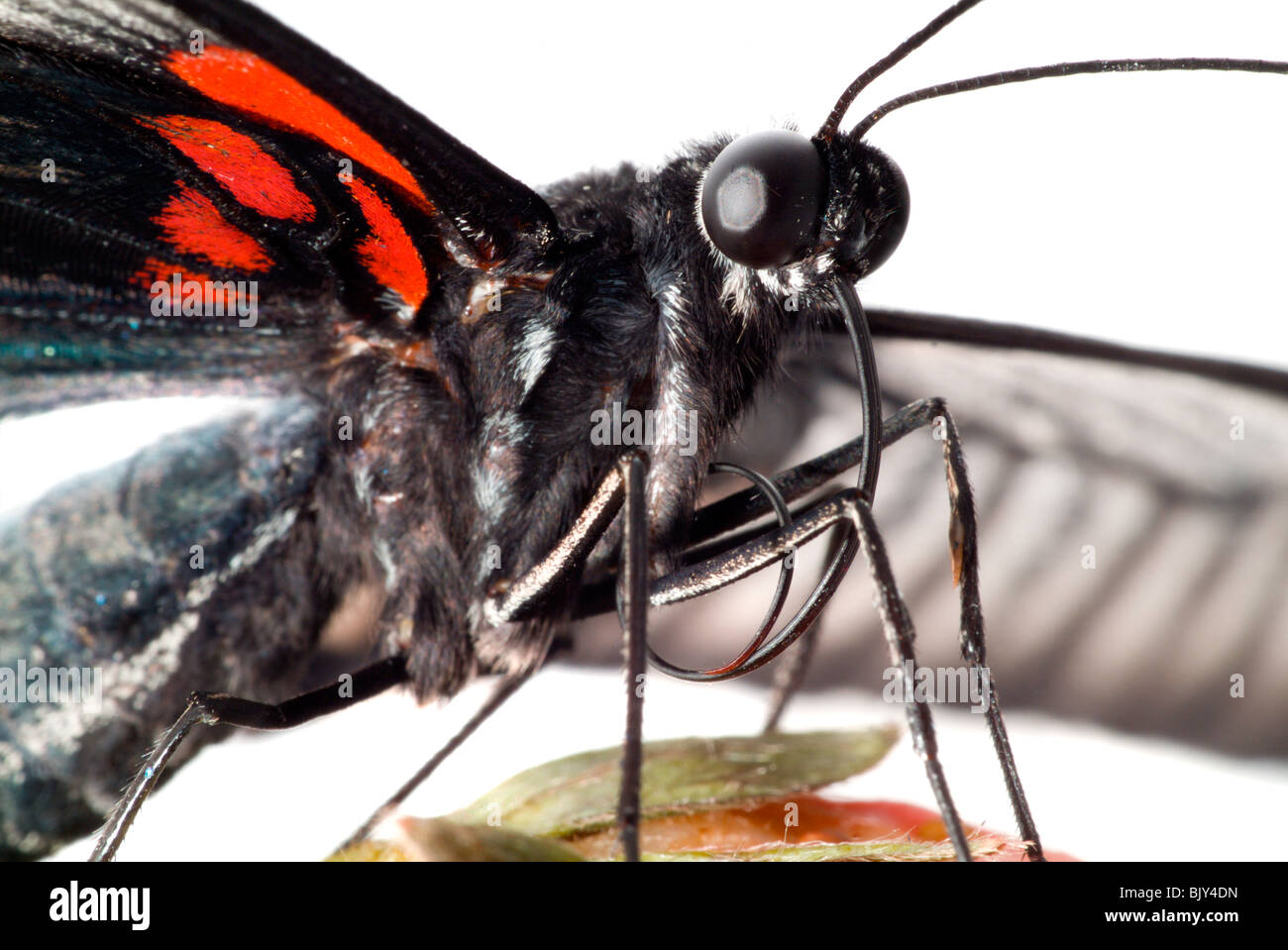 Monster butterfly hi-res stock photography and images - Alamy
