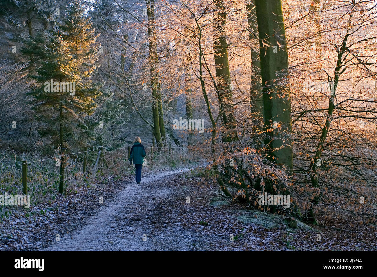 Chilterns frost winter cold frosty walk path woods Buckinghamshire ...